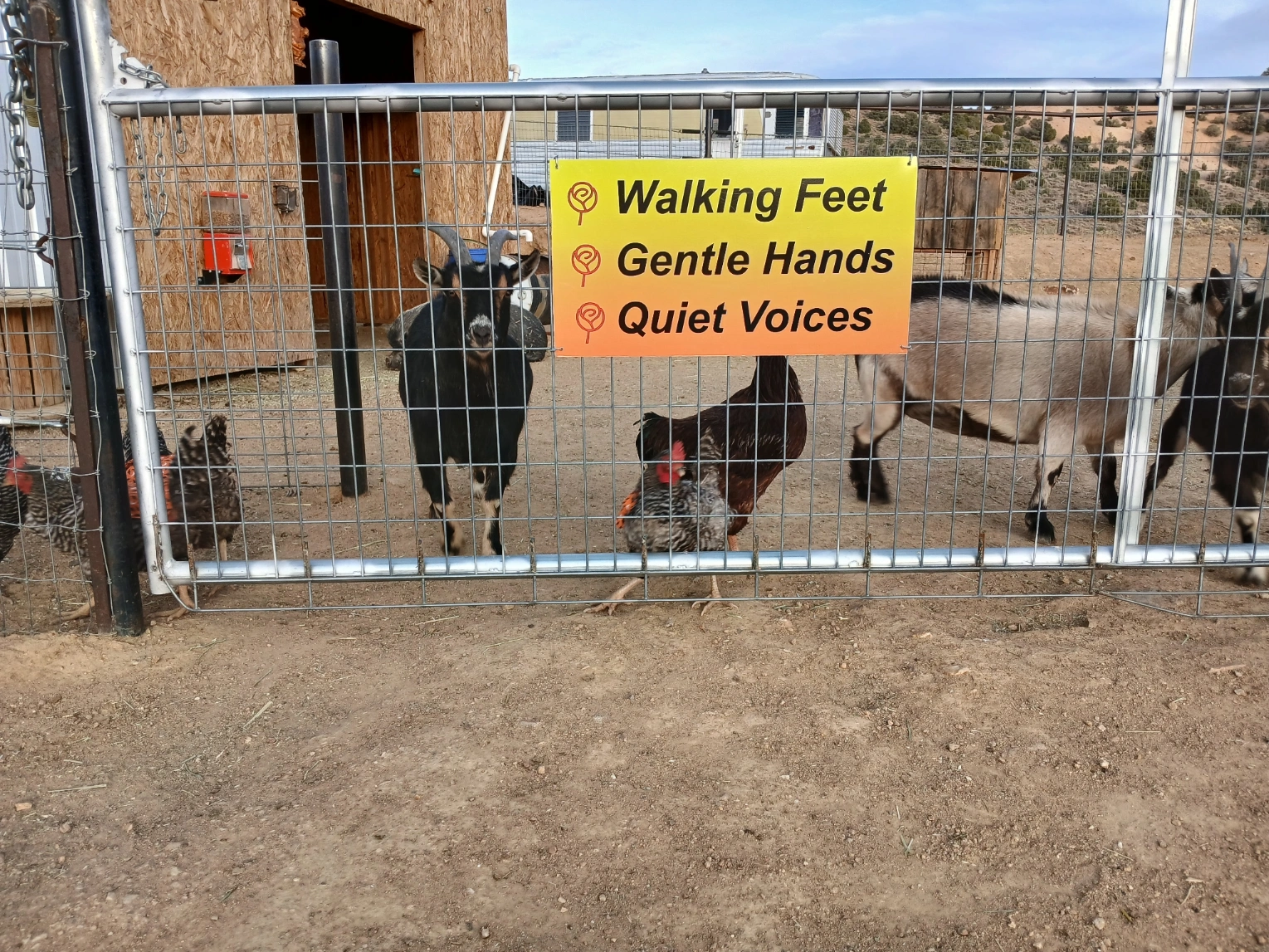 Activities – Desert Rose Ranch